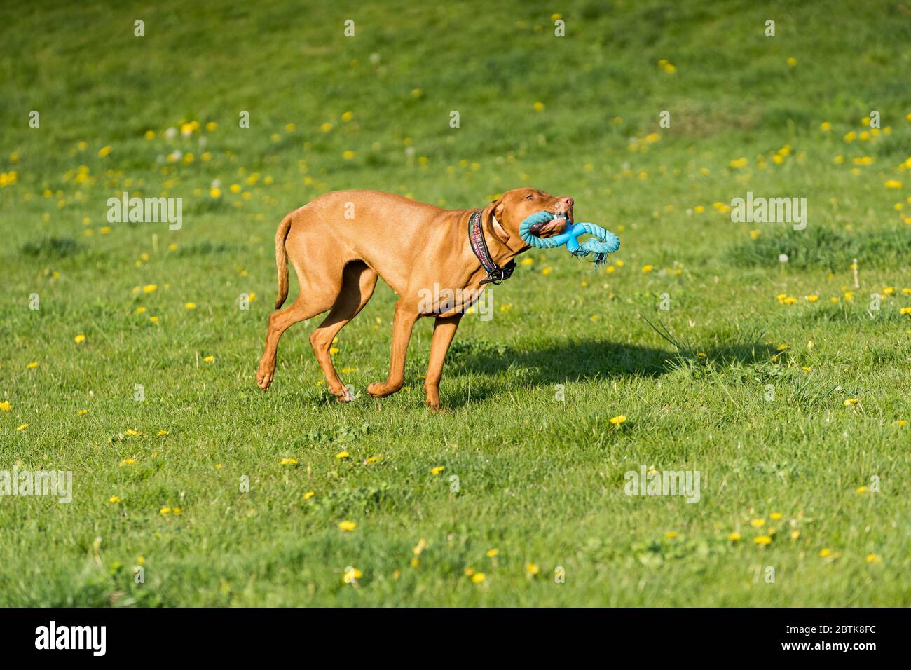 In the afternoon sun, a Hungarian female pointer learns to retrieve ...