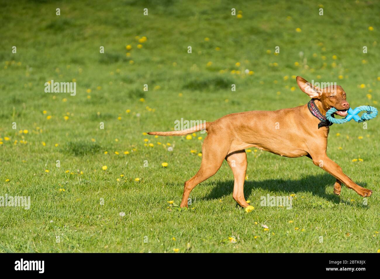 In the afternoon sun, a Hungarian female pointer learns to retrieve ...