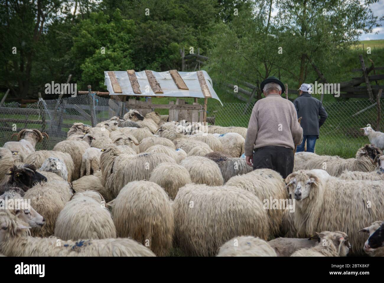 Old farmer with lamb hi-res stock photography and images - Alamy