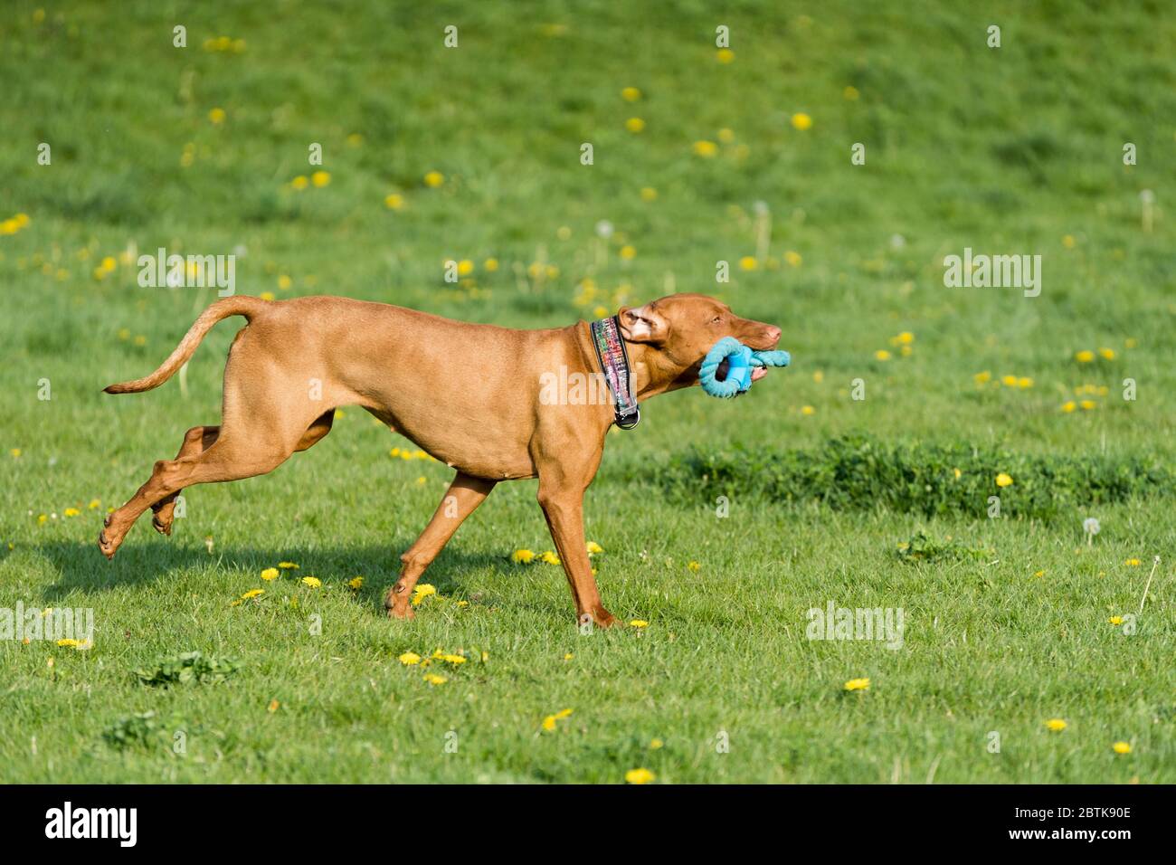 In the afternoon sun, a Hungarian female pointer learns to retrieve ...