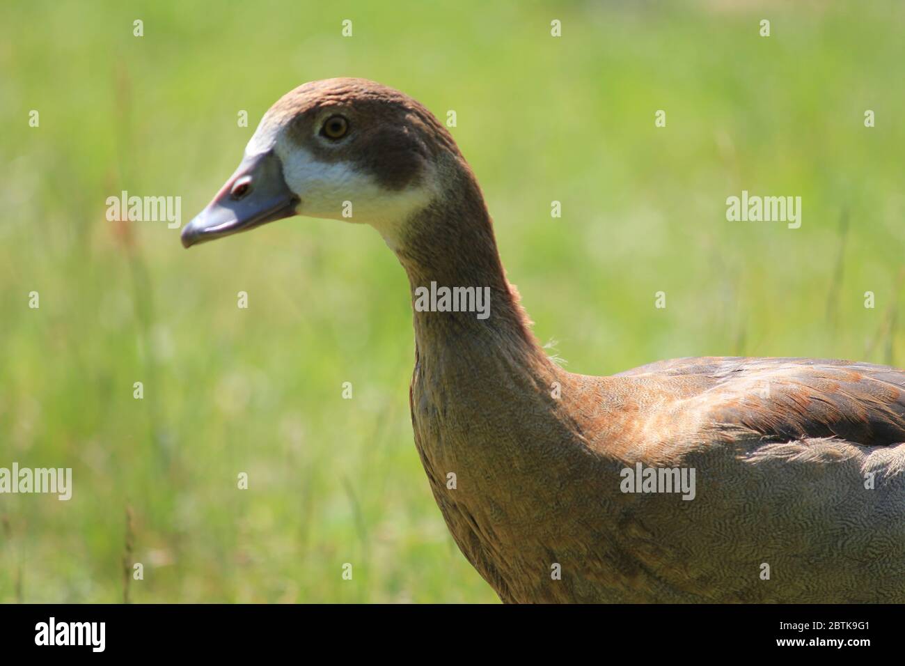 Egyptian geese in the Netherlands Stock Photo - Alamy