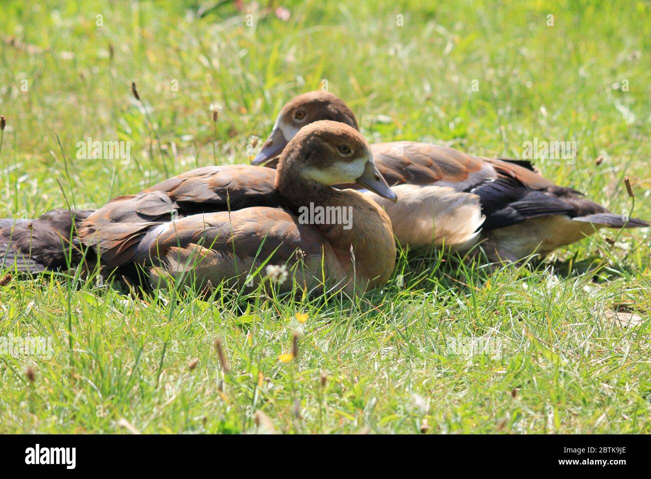 Egyptian geese in the Netherlands Stock Photo - Alamy