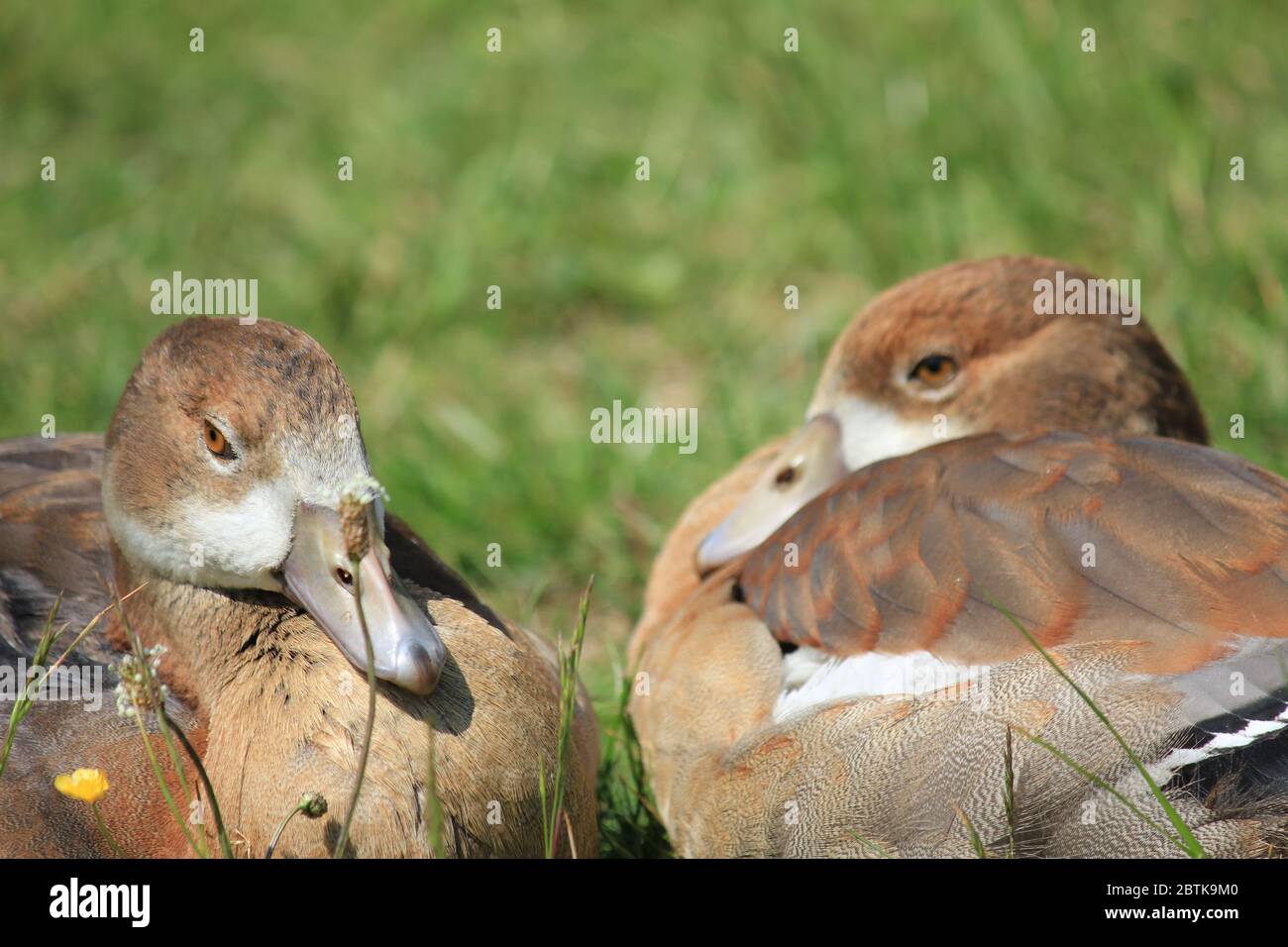 Egyptian geese in the Netherlands Stock Photo - Alamy