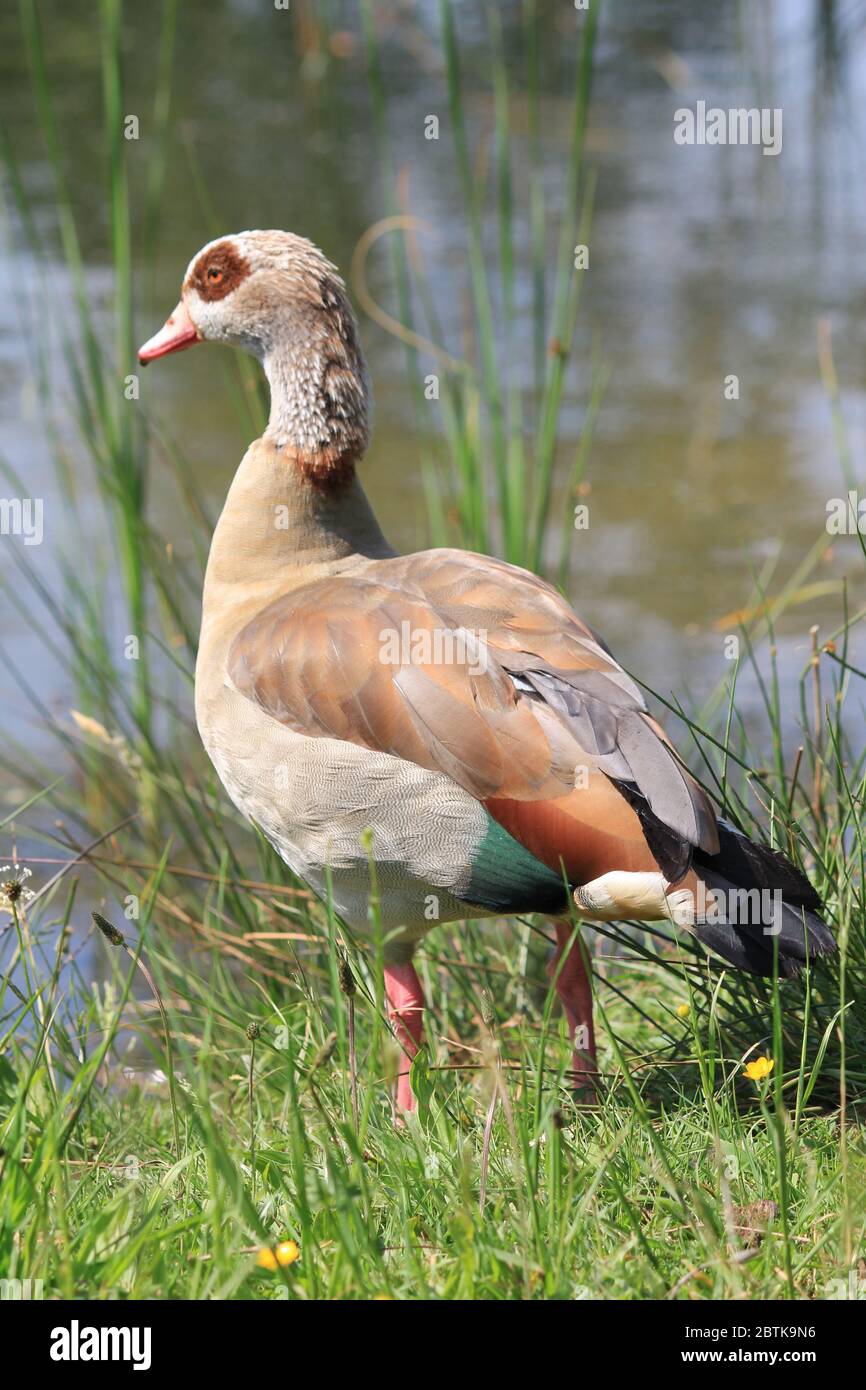 Egyptian geese in the Netherlands Stock Photo - Alamy