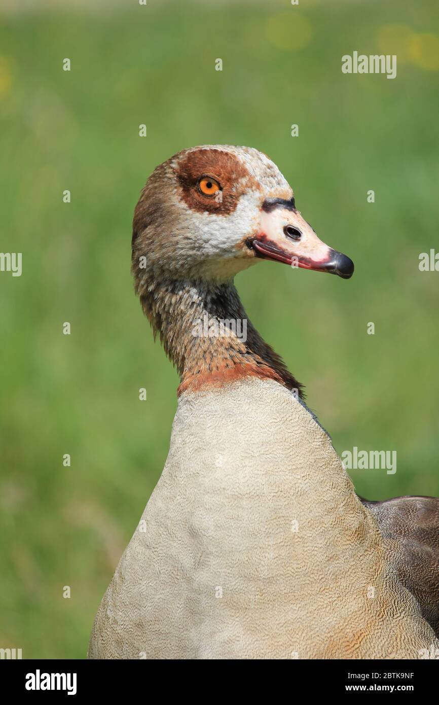 Egyptian geese in the Netherlands Stock Photo - Alamy