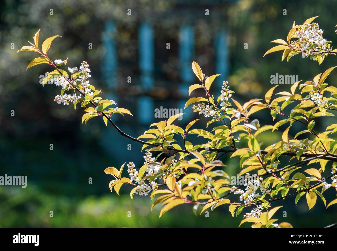 Cherry tree painting hi-res stock photography and images - Alamy