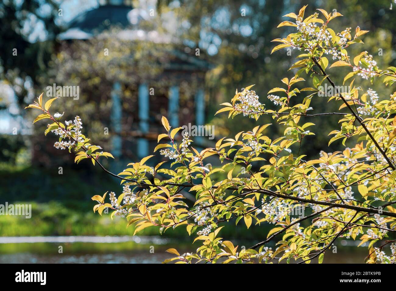 Cherry tree painting hi-res stock photography and images - Alamy