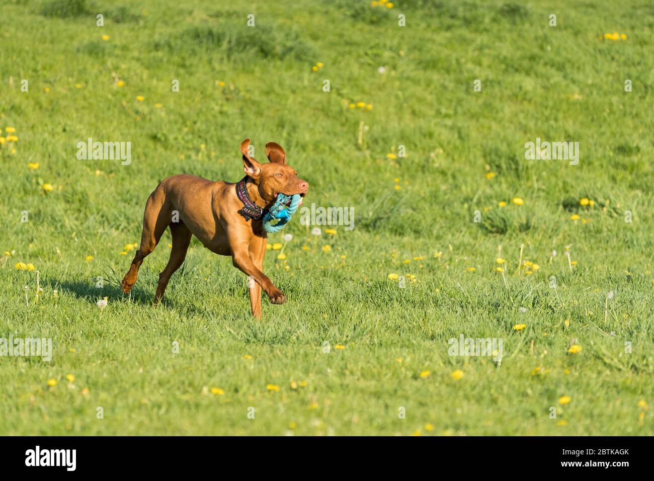 In the afternoon sun, a Hungarian female pointer learns to retrieve ...