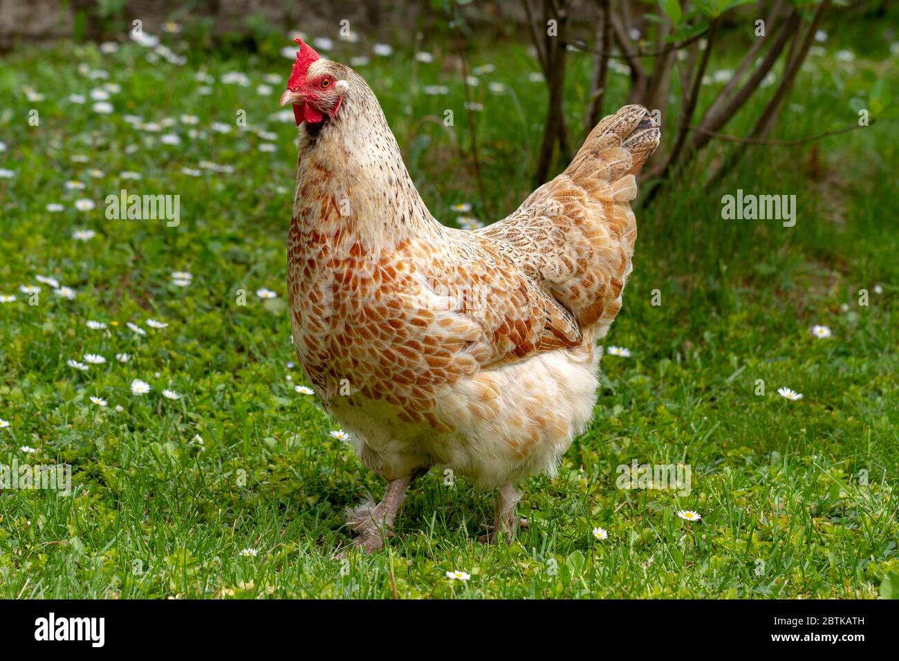 Hen standing in a grassy paddock Stock Photo - Alamy
