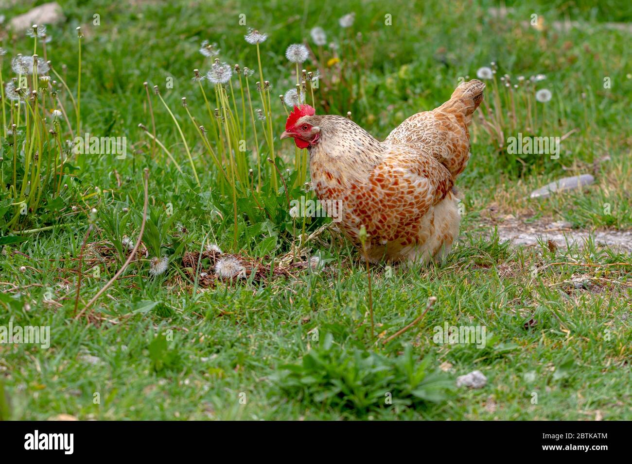 Chicken walking in a grassy paddock Stock Photo - Alamy