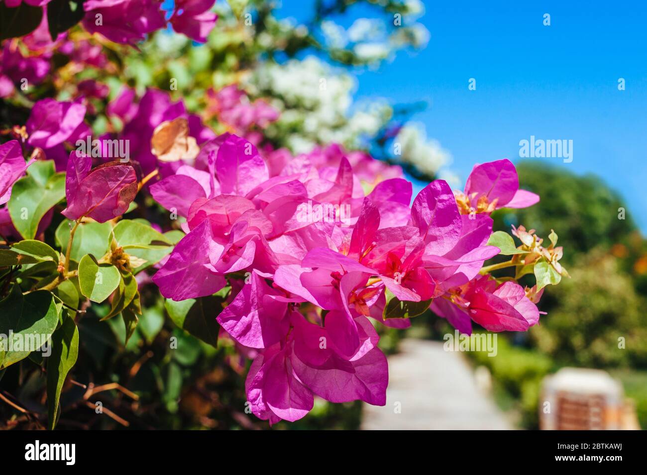 landscape with beautiful pink flowers Stock Photo - Alamy