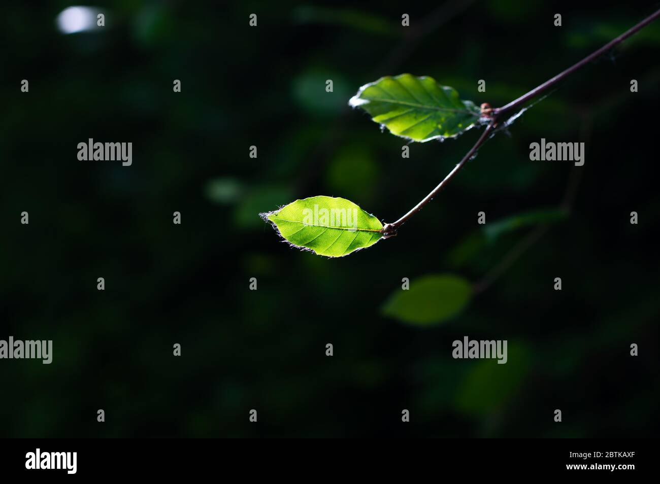 A single leaf is lit up by sunlight Stock Photo - Alamy