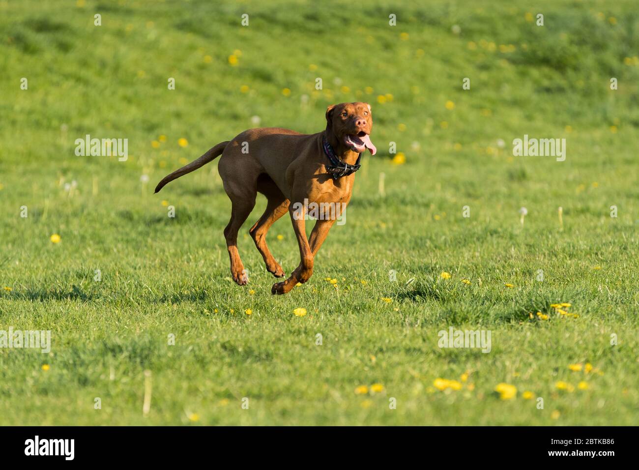 In the afternoon sun, a Hungarian female pointer learns to retrieve ...