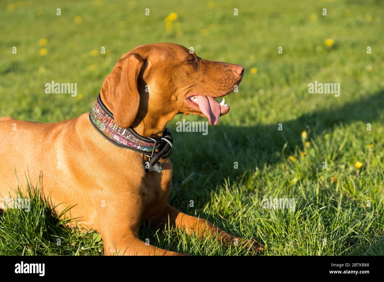 A close-up view of the profile of a Hungarian pointer that is staring ...