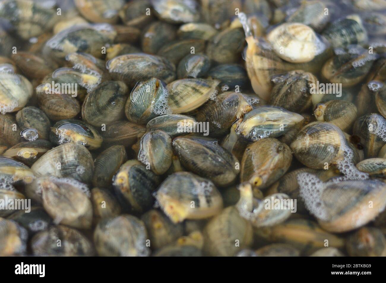 Seafood clams hi-res stock photography and images - Alamy