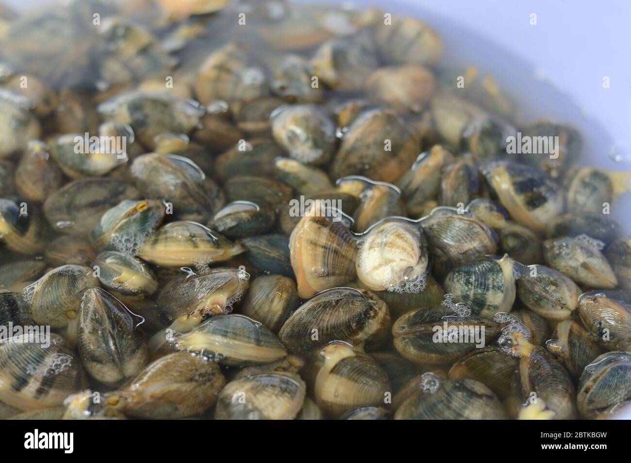 Seafood clams hi-res stock photography and images - Alamy