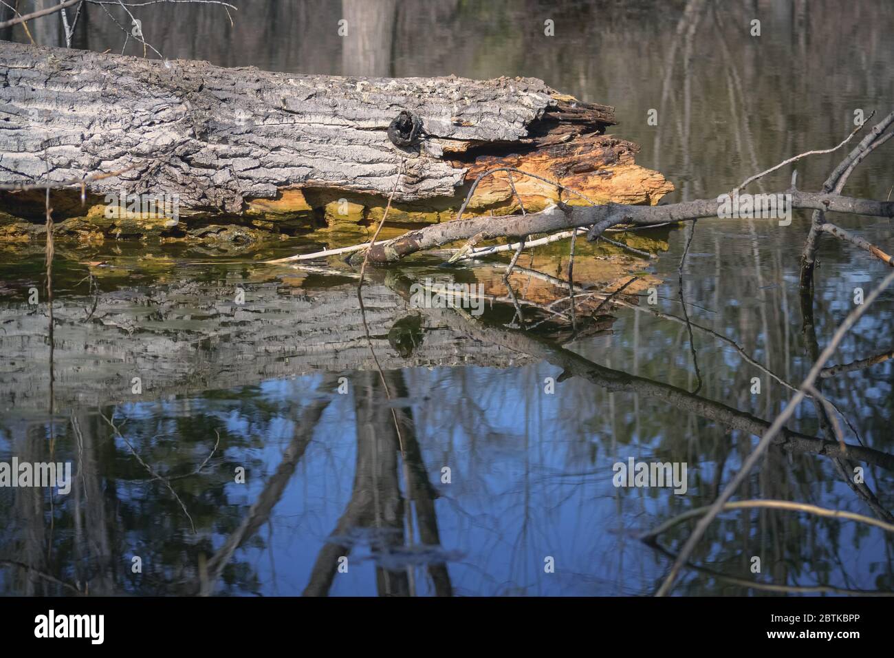 Broken tree hi-res stock photography and images - Alamy