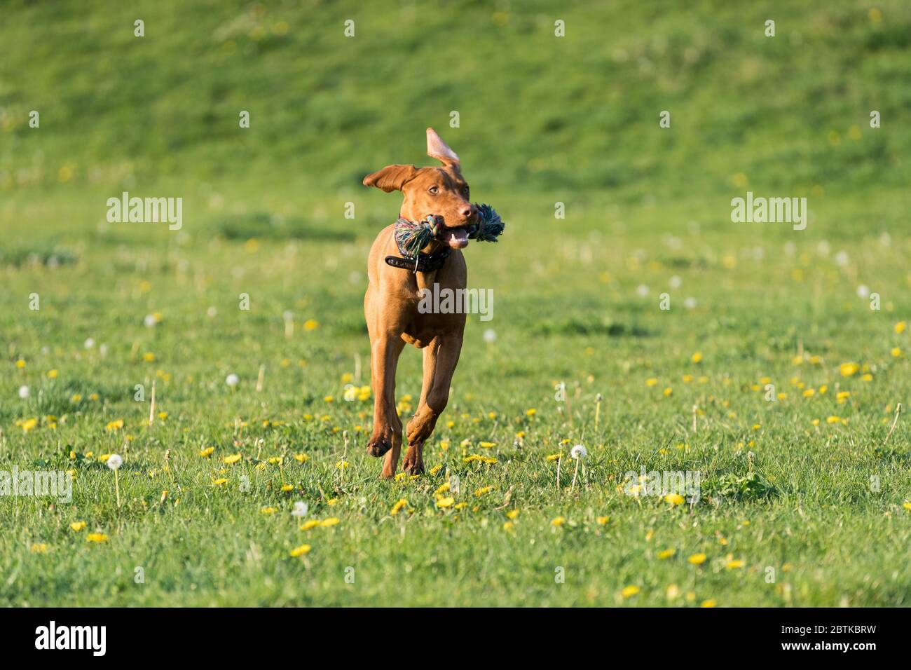 In the afternoon sun, a Hungarian female pointer learns to retrieve ...
