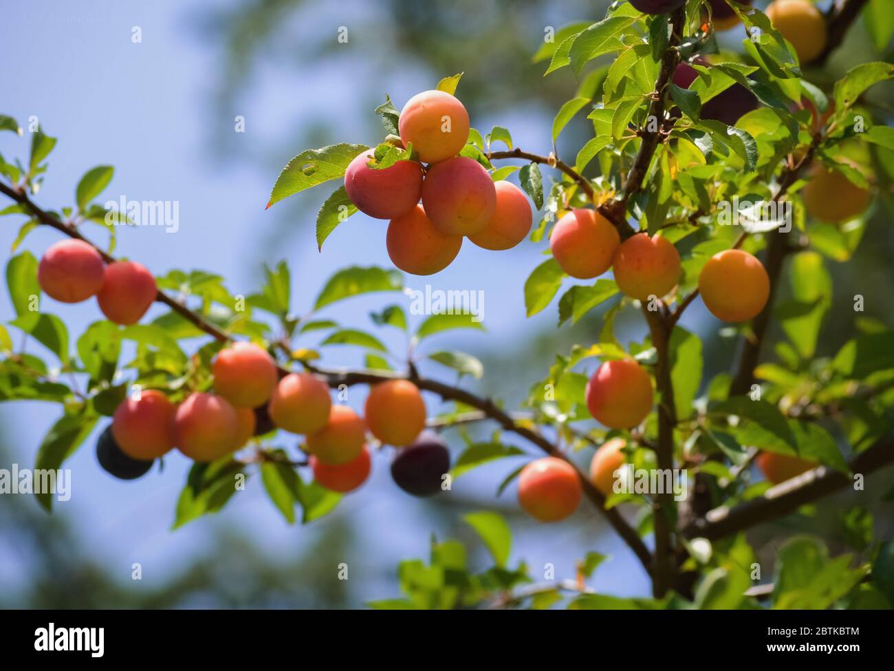 Detail of a fertile tree and yellow fruit on it Stock Photo - Alamy