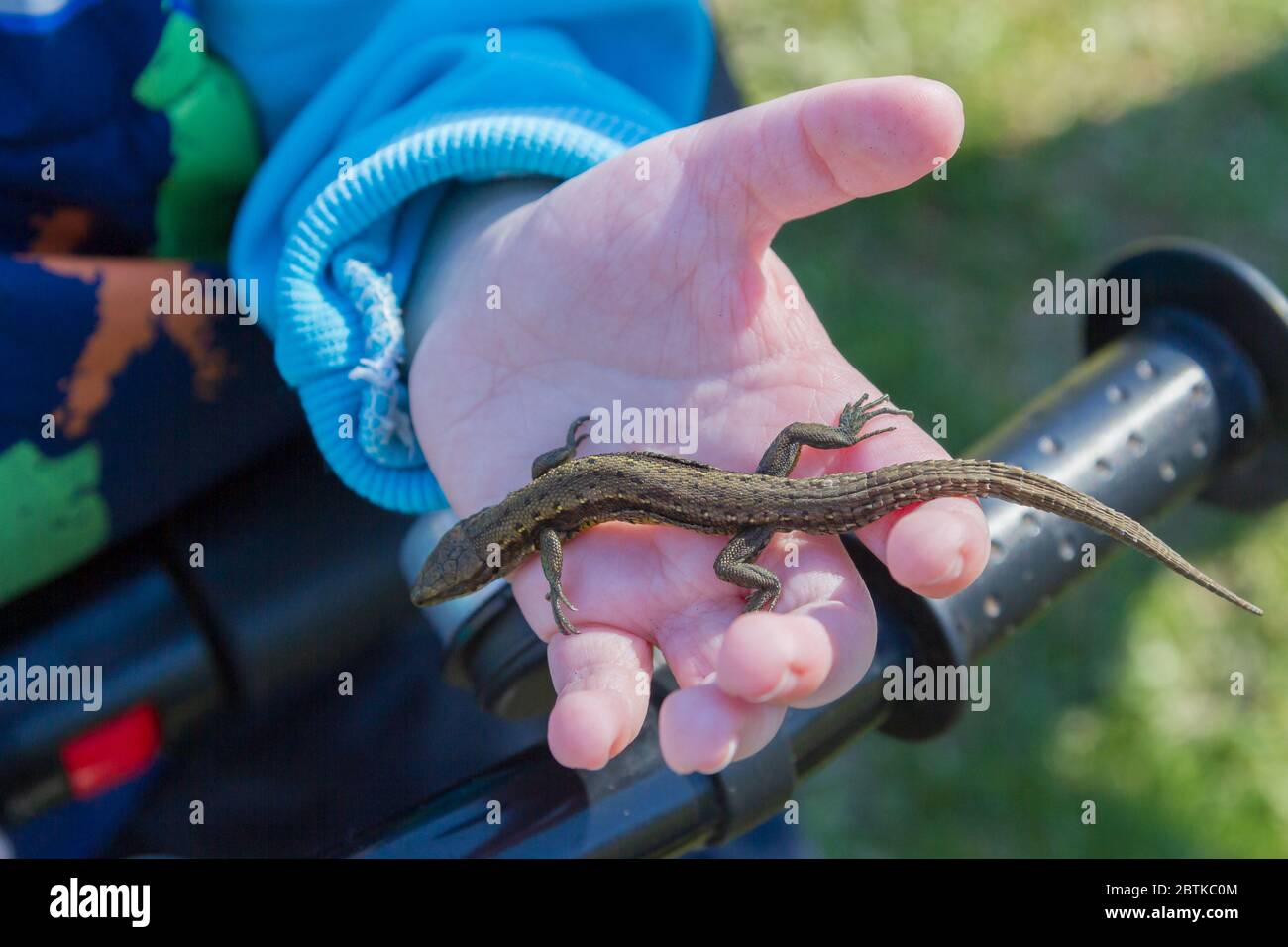 Green lizard in a child's hand in the summer on the street Stock Photo ...