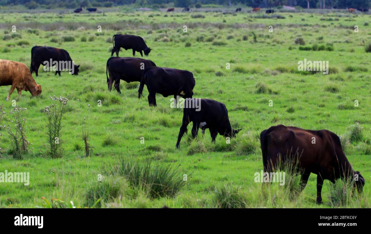 Livestock cow on the range grazing for food Stock Photo - Alamy