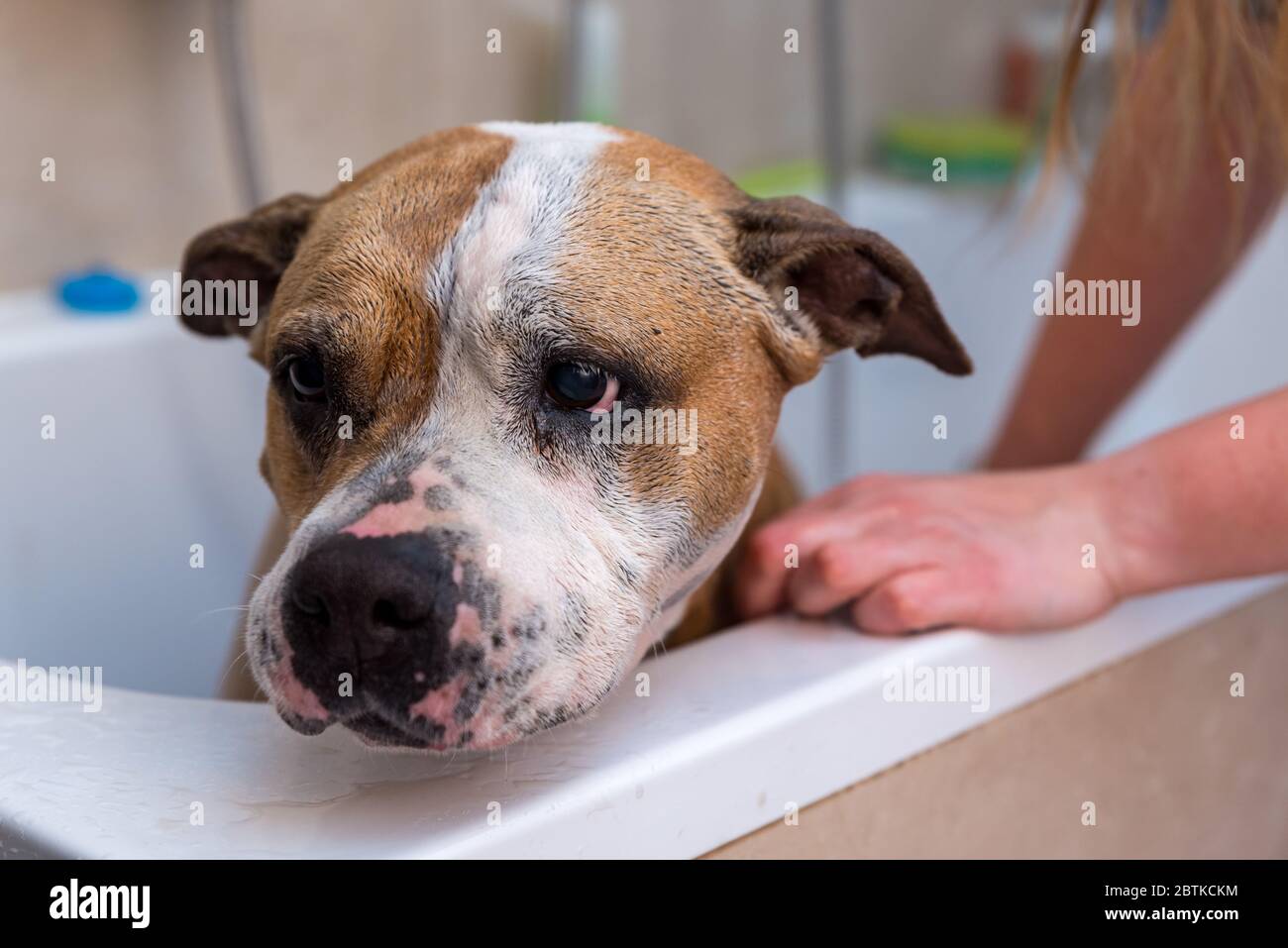 Bathing a dog in a bathtub. Wet animal in the bathroom. Hygiene of pet ...