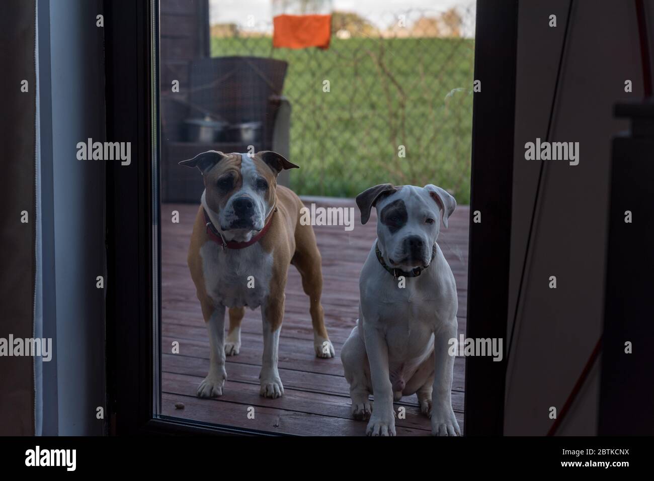 Dogs play. Calming signals for animals. Old dog and young puppy ...