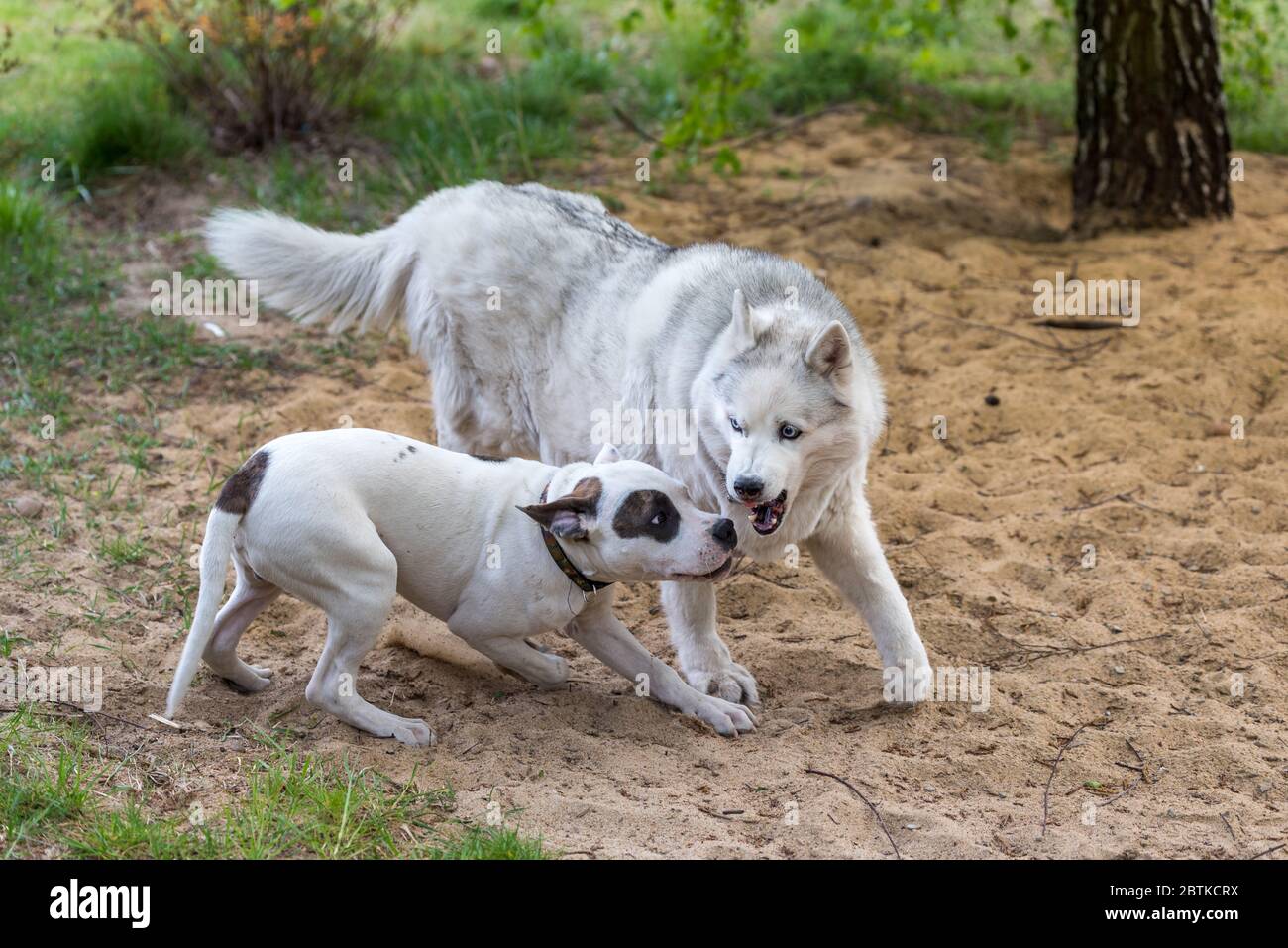 Dogs play. Calming signals for animals. Old dog and young puppy ...
