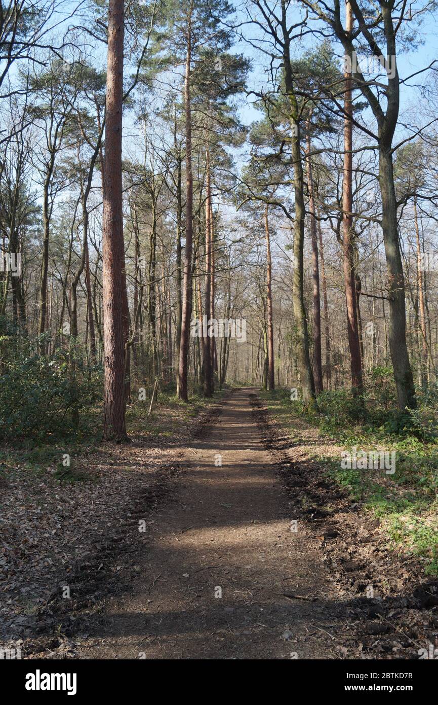 Waldweg hi-res stock photography and images - Alamy