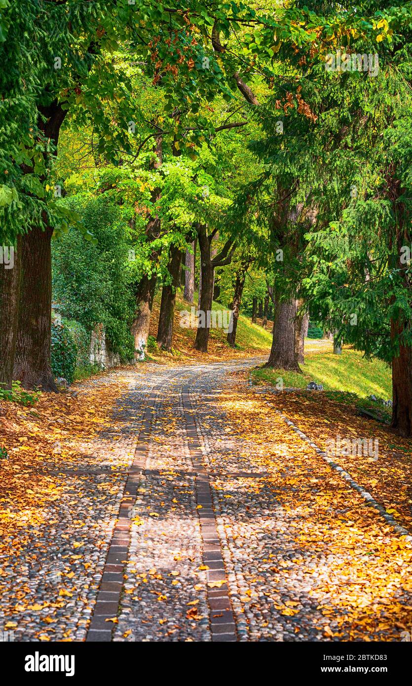 Rural road going down with trees along the ed Stock Photo - Alamy