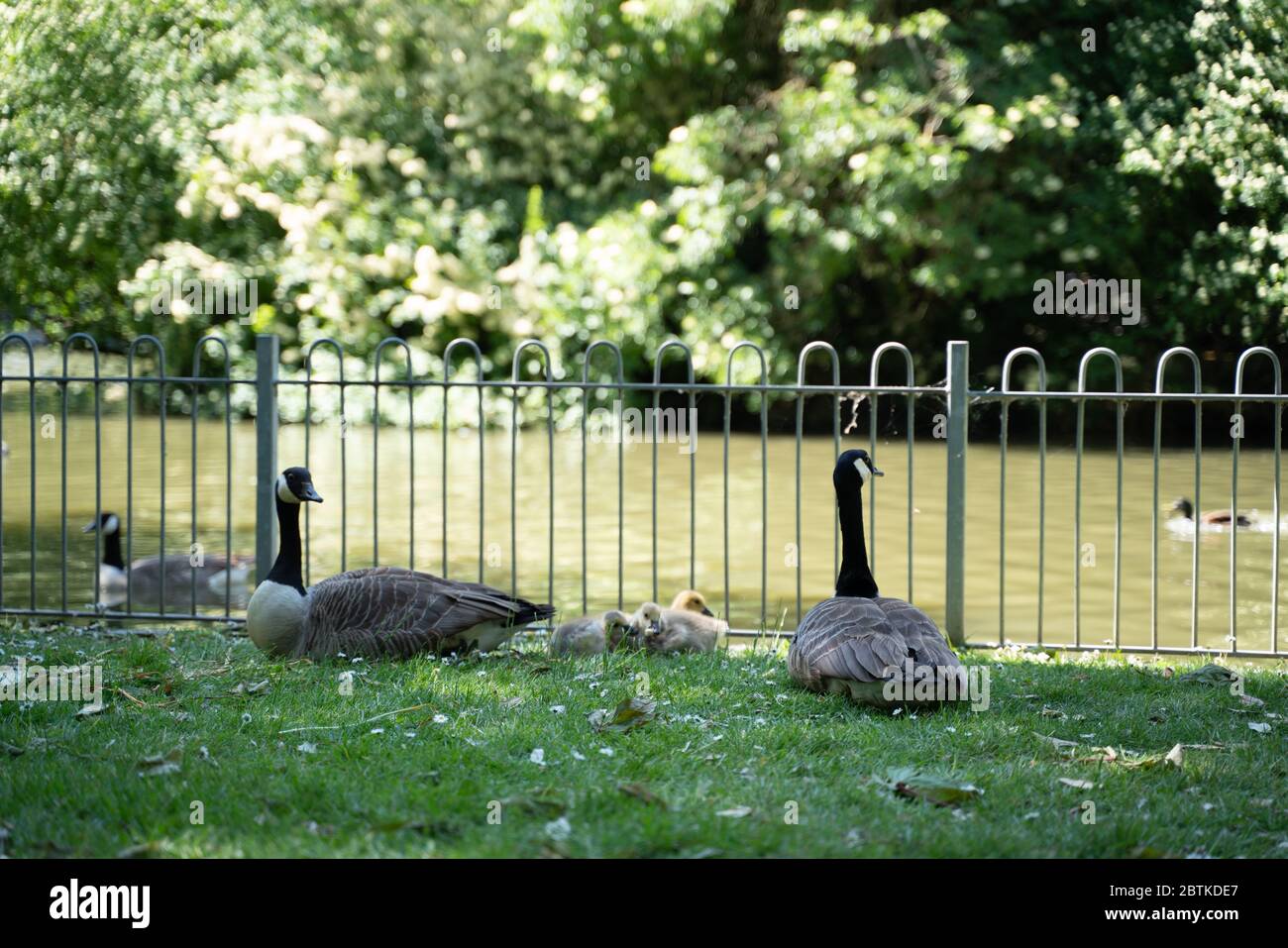 Goose family with three goslings near the pond Stock Photo - Alamy
