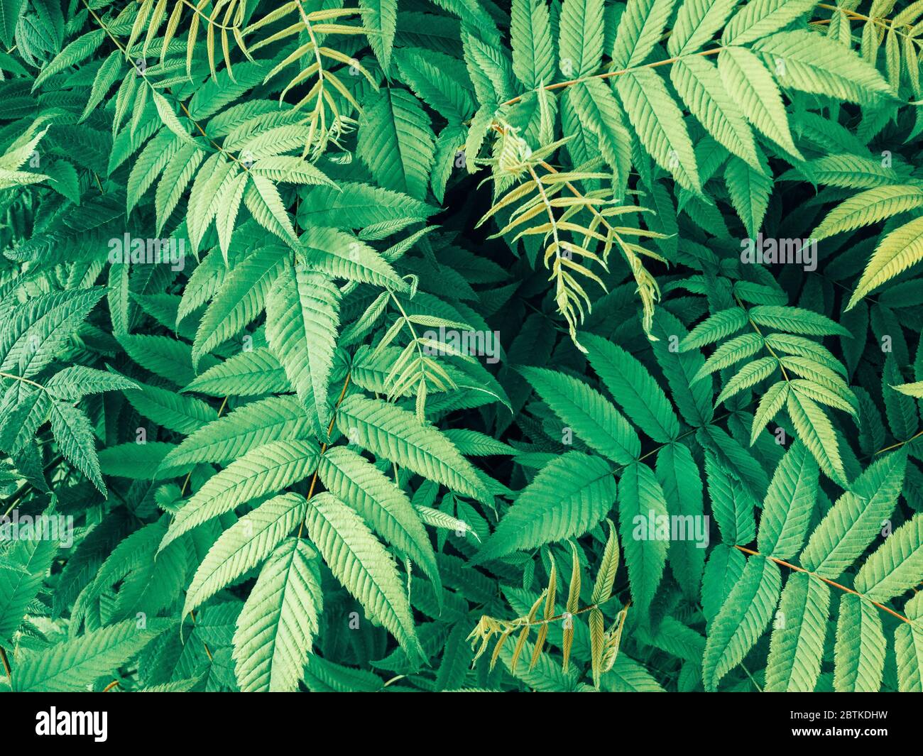 Greenery pattern Top view photo Bright green bush with fresh carved ...