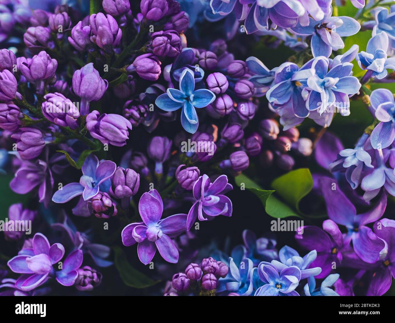 Lilac pattern Close up photo Full bloom lilac flowers in different ...