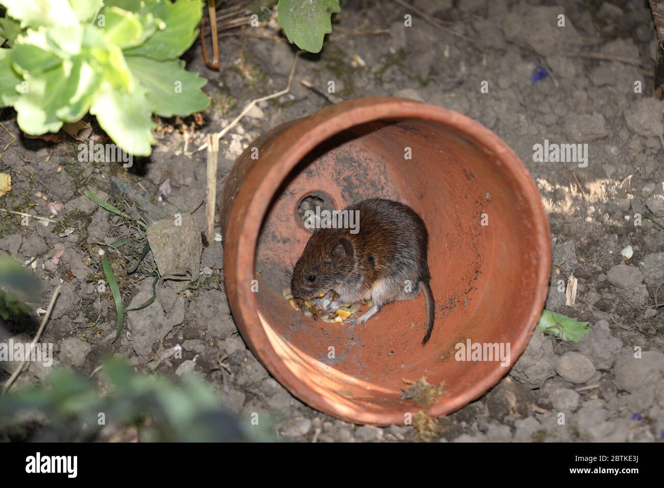 Bank vole feeding on seed hi-res stock photography and images - Alamy