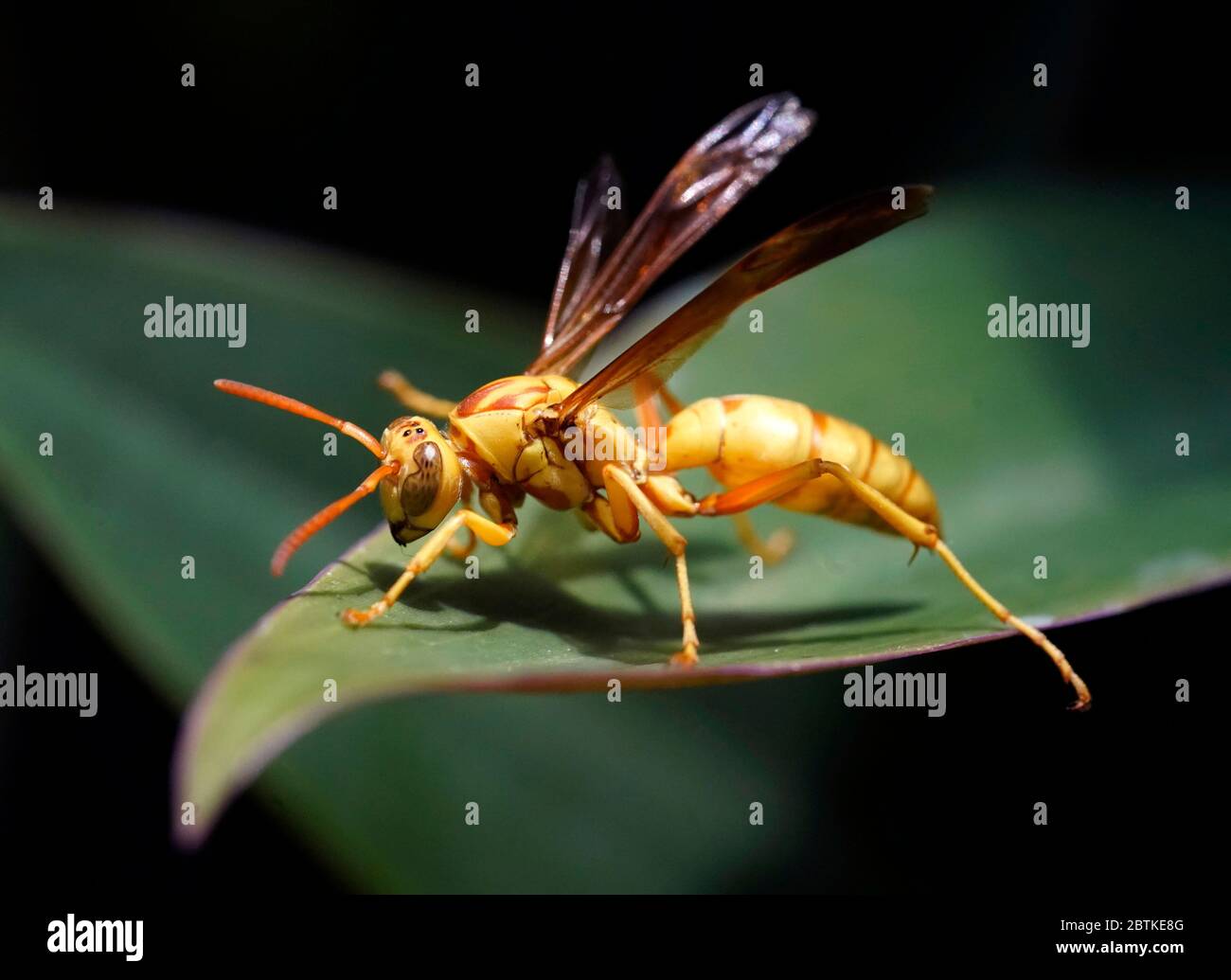 A Paper Wasp is seen in Arizona Stock Photo - Alamy