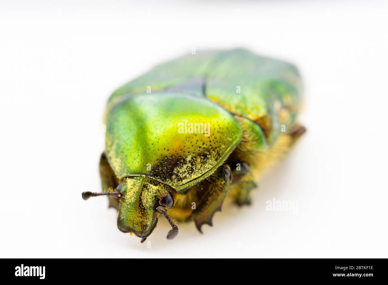 Black rose chafer hi-res stock photography and images - Alamy