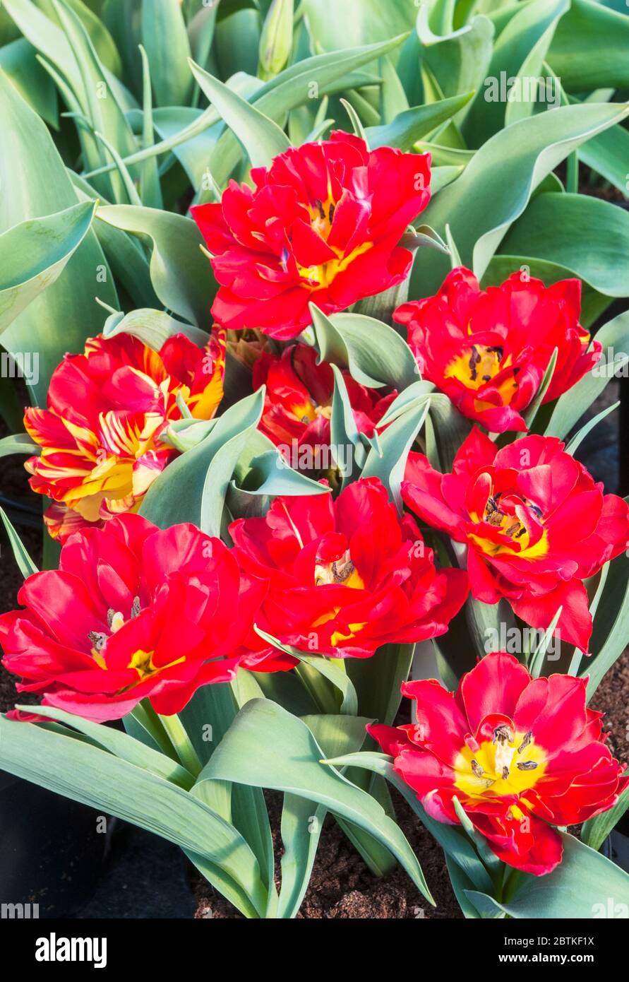 Group of tulipa Abba fully opened. A bowl shaped red tulip with ...