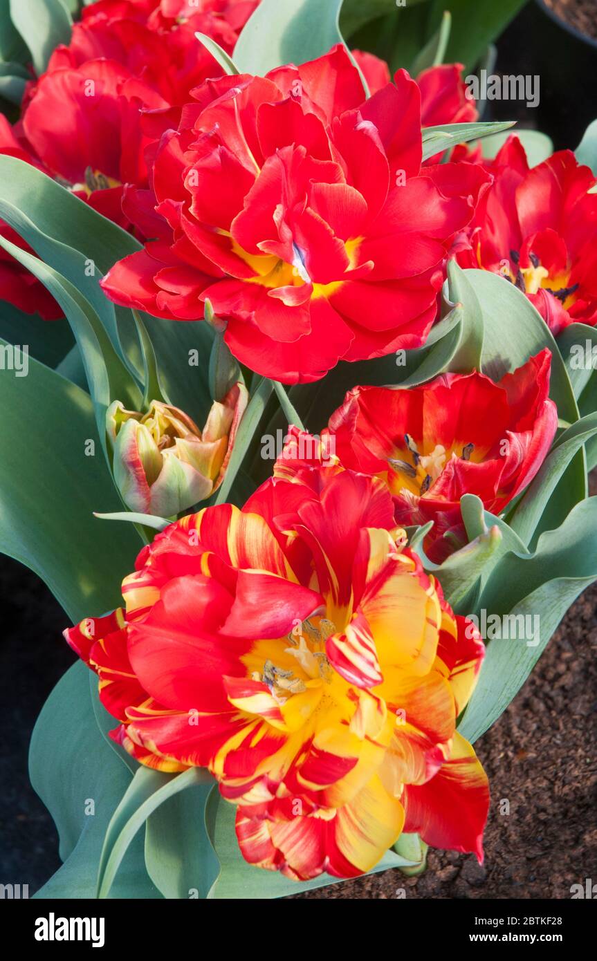 Group of tulipa Abba fully opened. A bowl shaped red tulip with ...