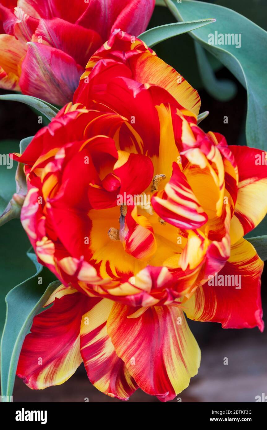 Double tulip hi-res stock photography and images - Alamy