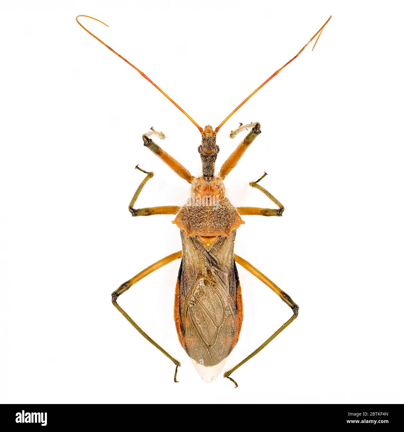 Macro image of a Pod-Sucking Bug, also known as a Brown Bean Bug, top ...