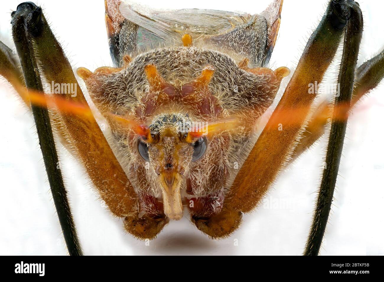 Ultra macro image of a Pod-Sucking Bug, also known as a Brown Bean Bug ...