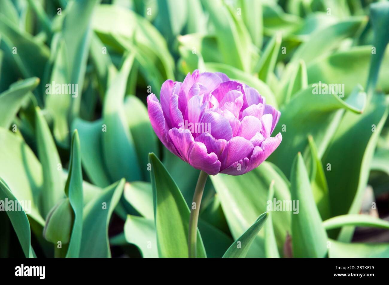 Tulipa Blue Diamond. A purple peony flowered tulip that flowers in late ...