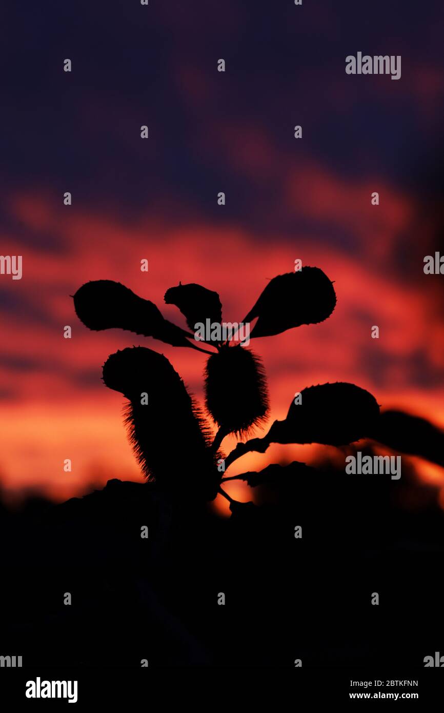 Download sunset photo hi-res stock photography and images - Alamy