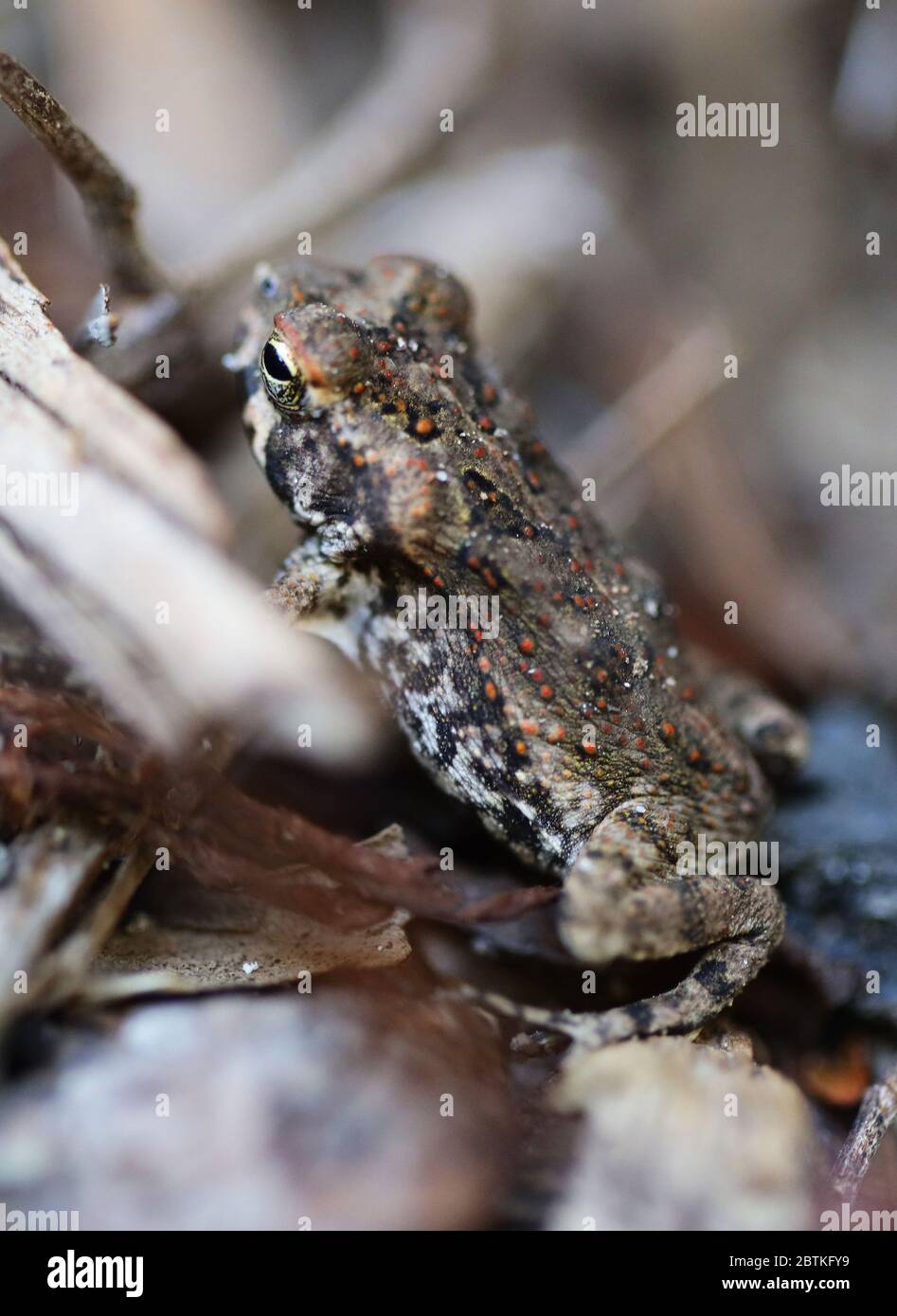 A tiny frog outside in the garden, sits among the brush allowing me to ...