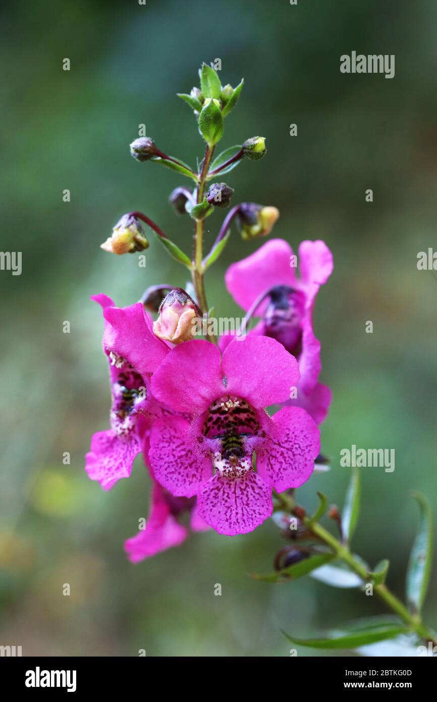 Alamy High Resolution Stock Photography and Images - Alamy