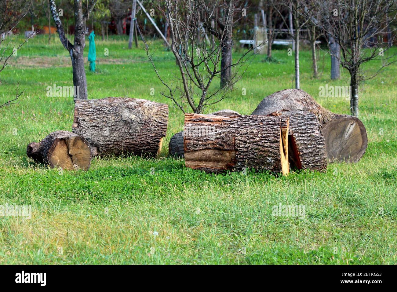 Large old wooden log cut into big pieces and left in family house ...