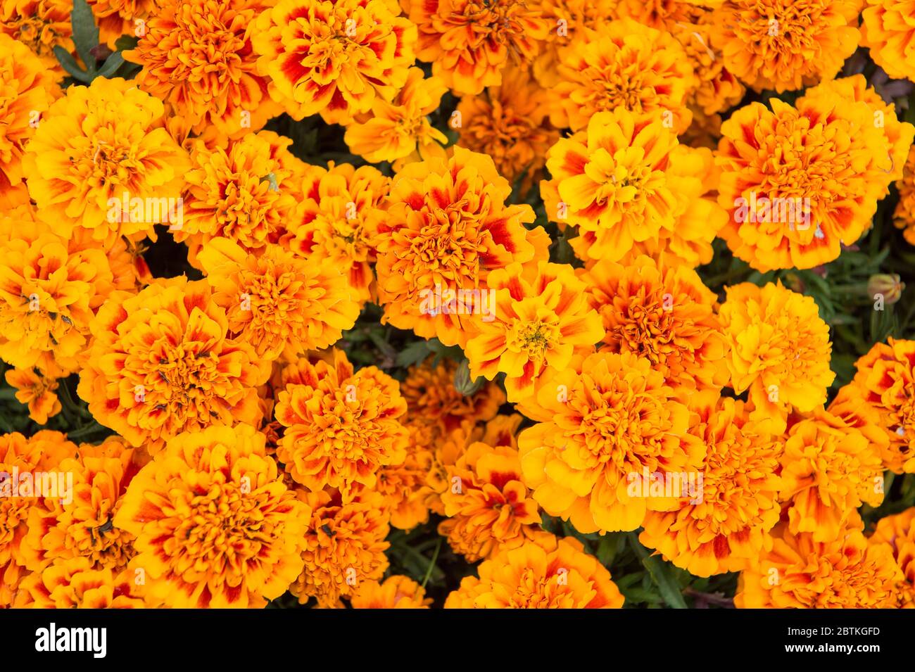 Splash of color in any garden. Marigold flowered bed. Marigold tagetes ...
