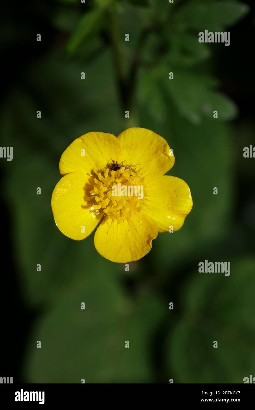 Buttercup family ranunculaceae hi-res stock photography and images - Alamy