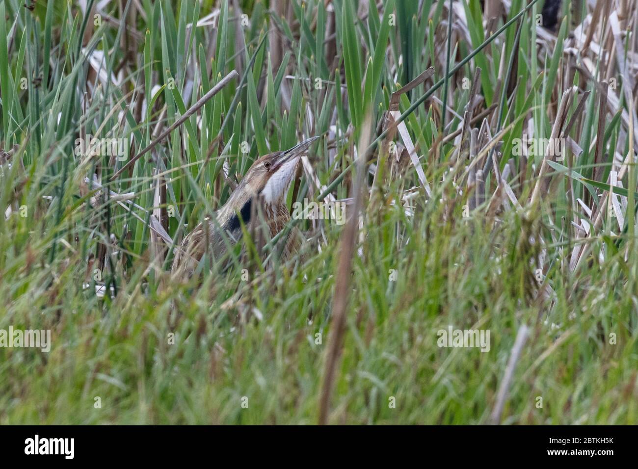 Classic pose hi-res stock photography and images - Alamy