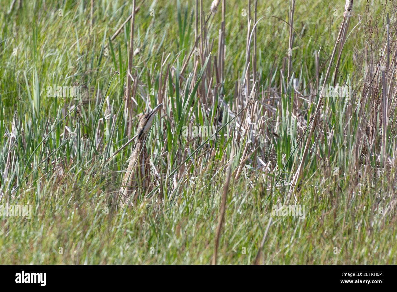 American Bittern classic pose amongst reeds at Richmond BC Canada Stock ...